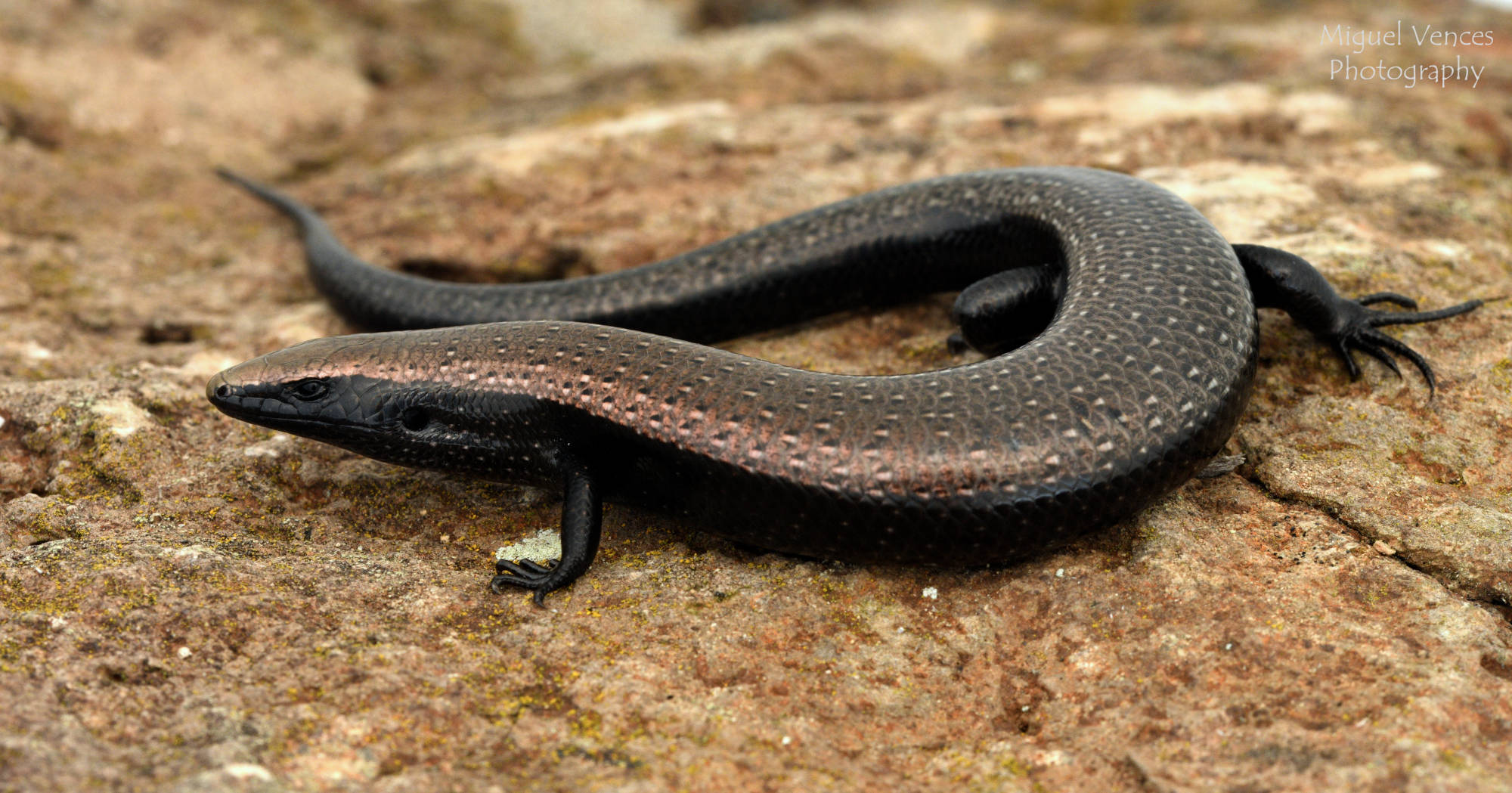 Spain: Canary Islands